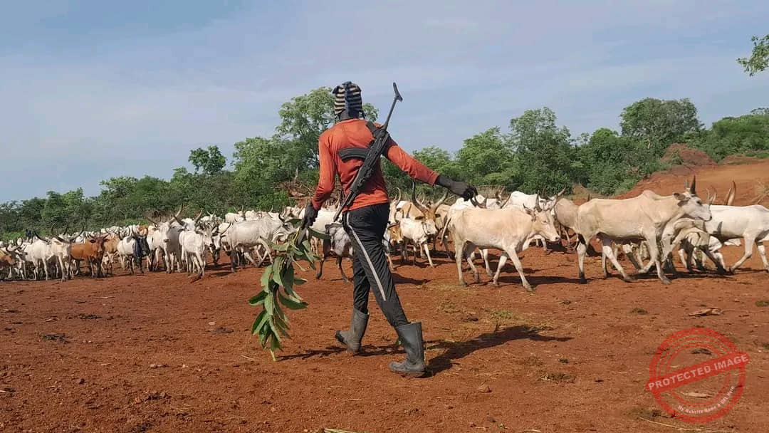 Cattle-relates violence sparks crisis in Mundri as death toll rises to ...
