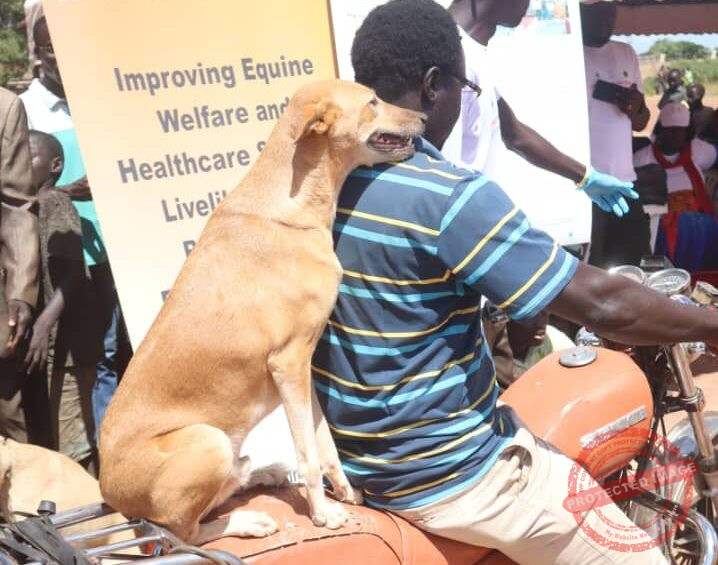 Call for action against rabies as dogs bite hundreds in NGBs