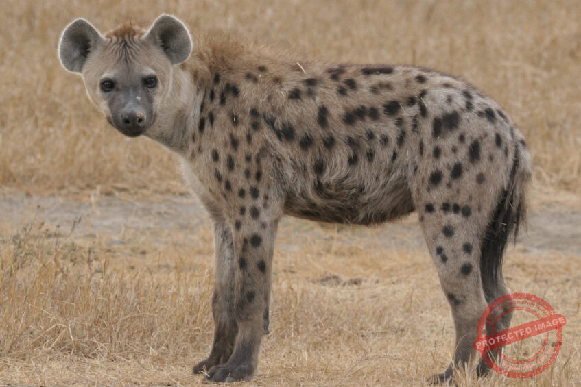 Juba hyena set for relocation to Bandingilo after days in city custody ...